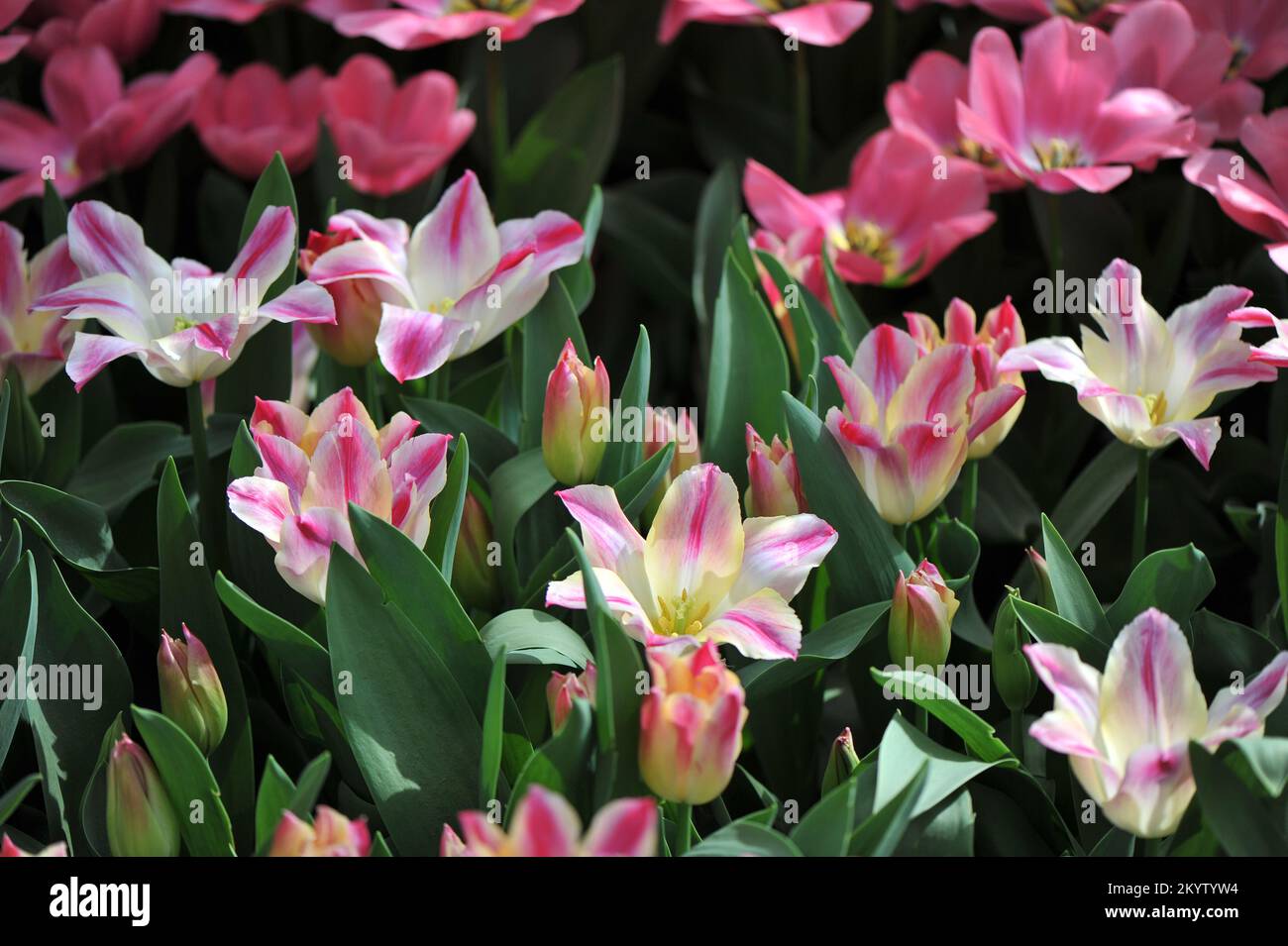 Pink and white Triumph tulips (Tulipa) Whispering Dream bloom in a ...