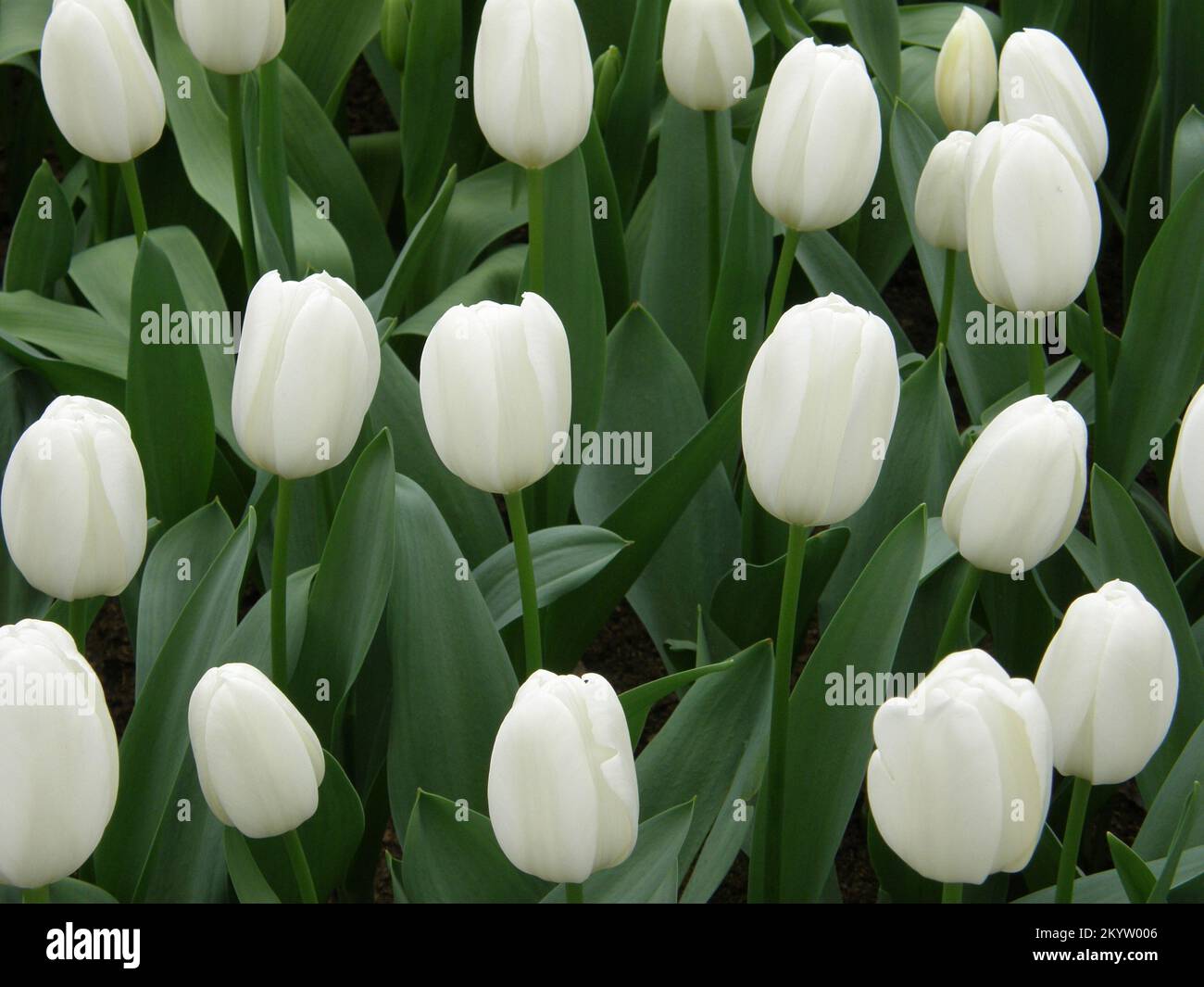 Triumph tulips (Tulipa) White Heaven bloom in a garden in March Stock ...