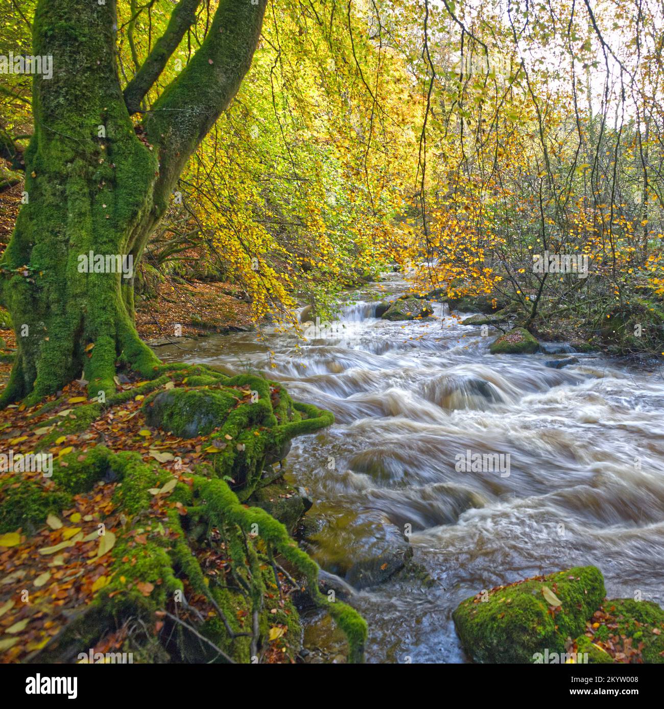 The Birks of Aberfeldy Stock Photo - Alamy