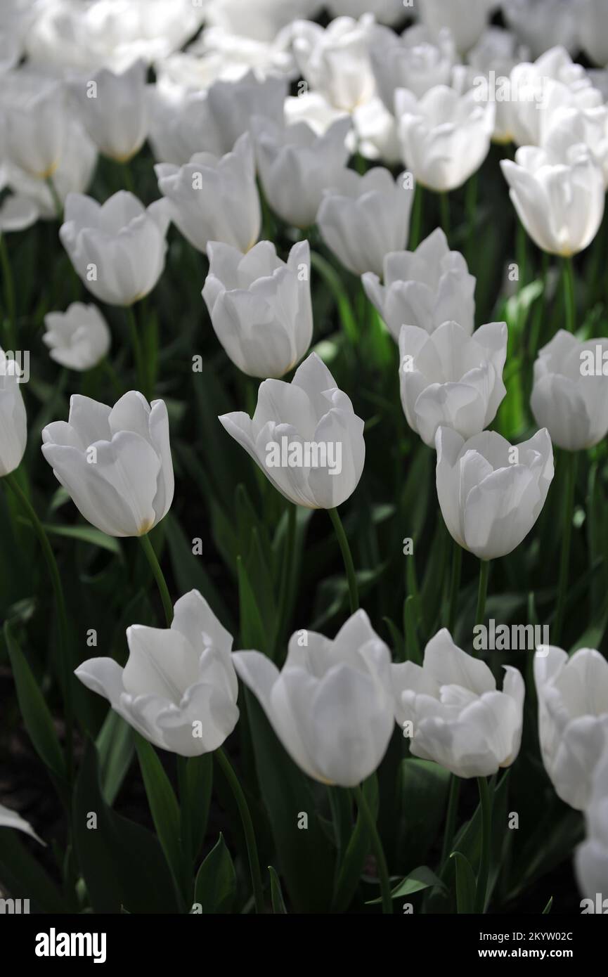 White Triumph tulips (Tulipa) White Hero bloom in a garden in April ...