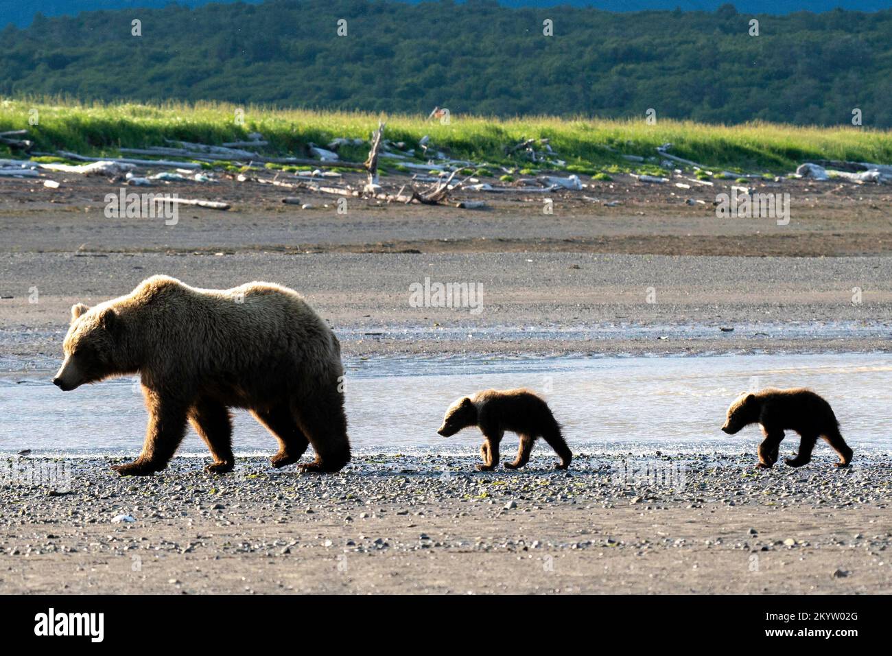 A family trail. Alaska, USA: THESE ADORABLE images show two young cubs ...