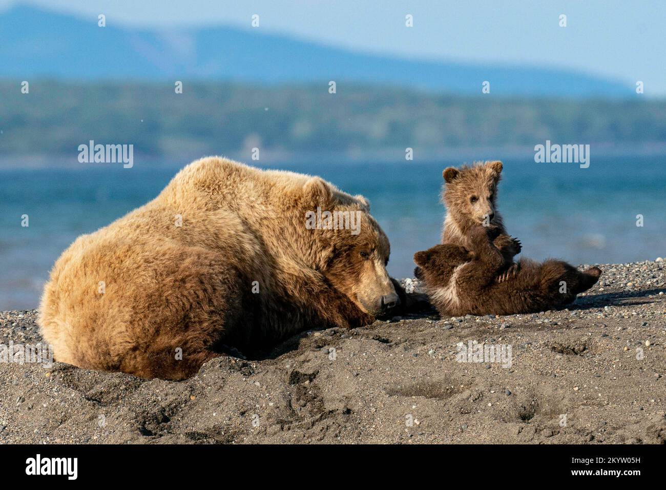 Play time. Alaska, USA: THESE ADORABLE images show two young cubs ...