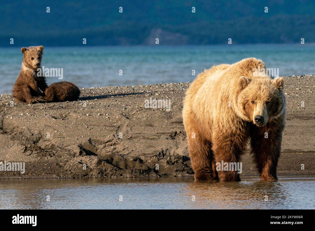 Mum wants a break. Alaska, USA: THESE ADORABLE images show two young ...