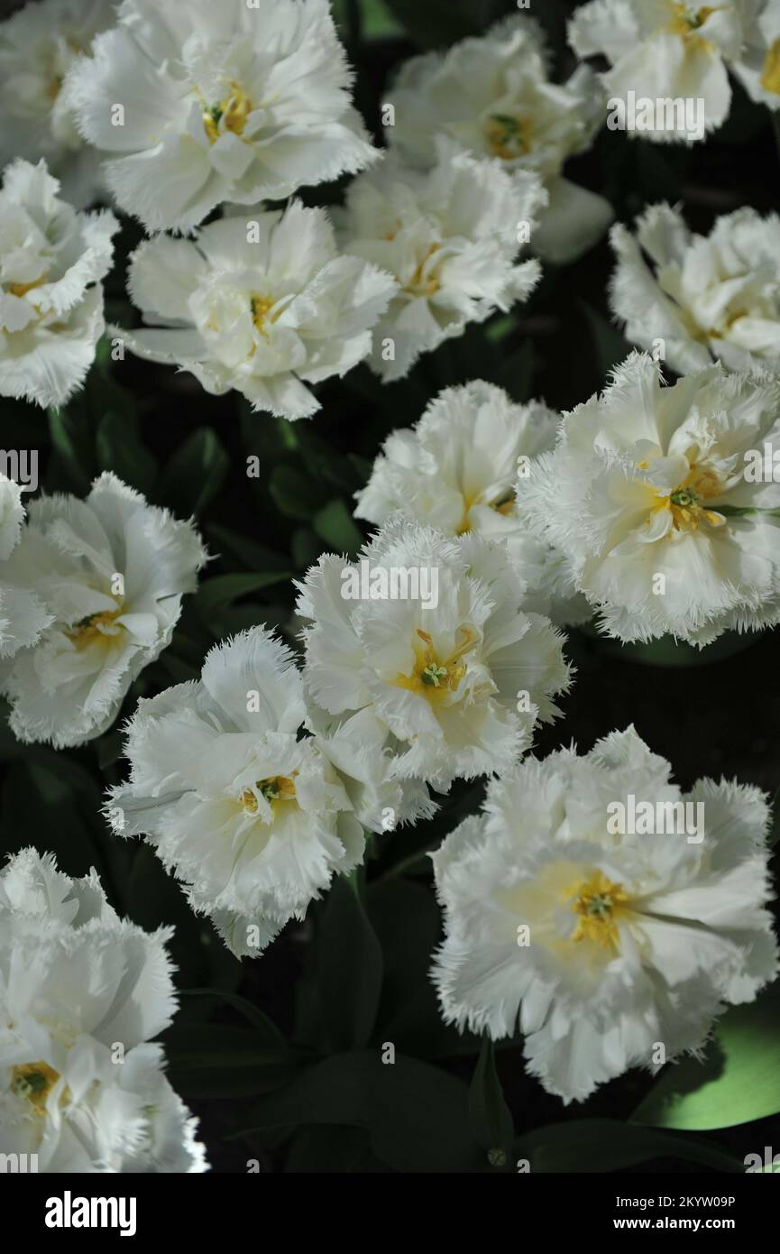 Double fringed tulips (Tulipa) White Magic bloom in a garden in April ...