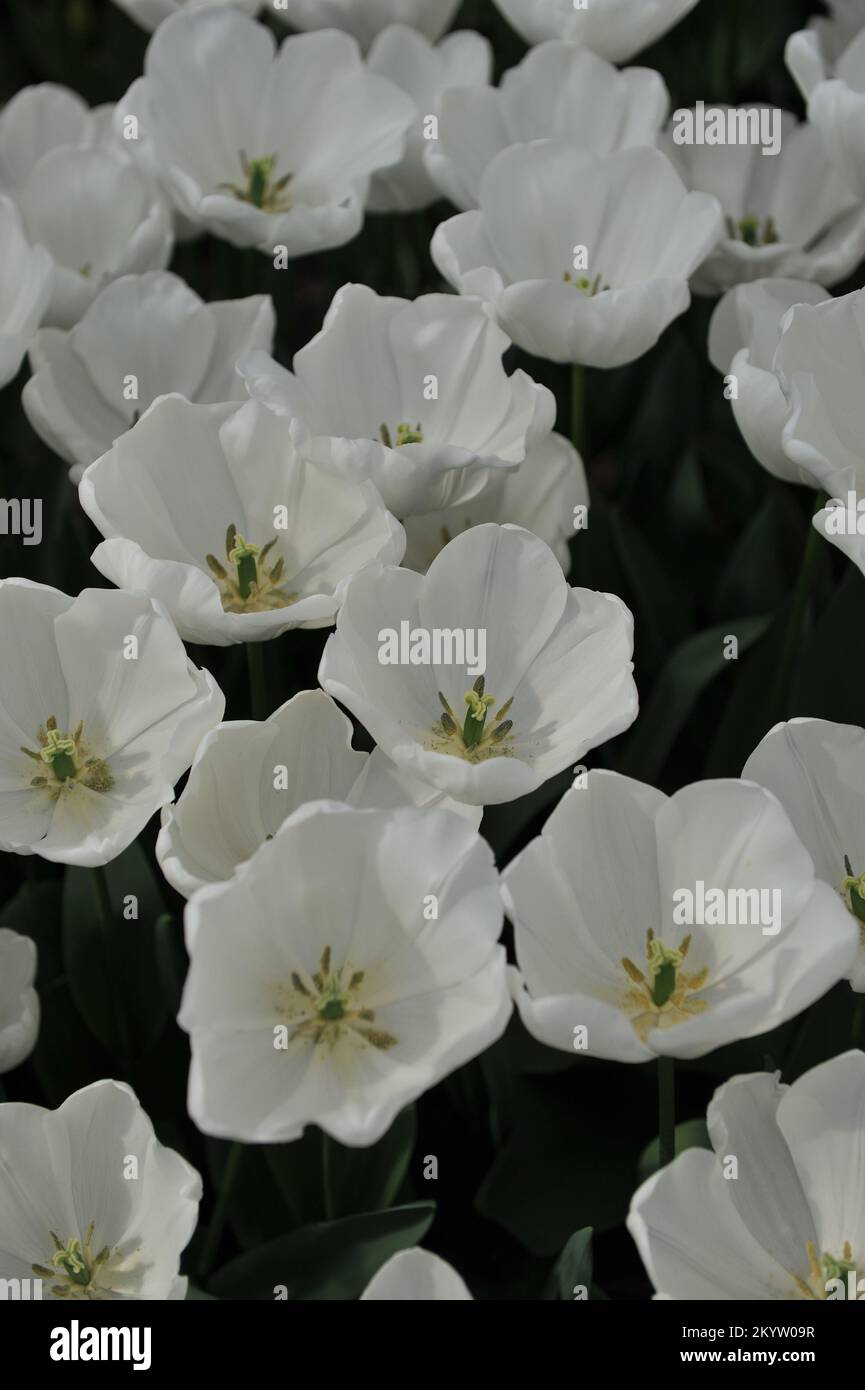 Triumph tulips (Tulipa) White Master bloom in a garden in April Stock ...