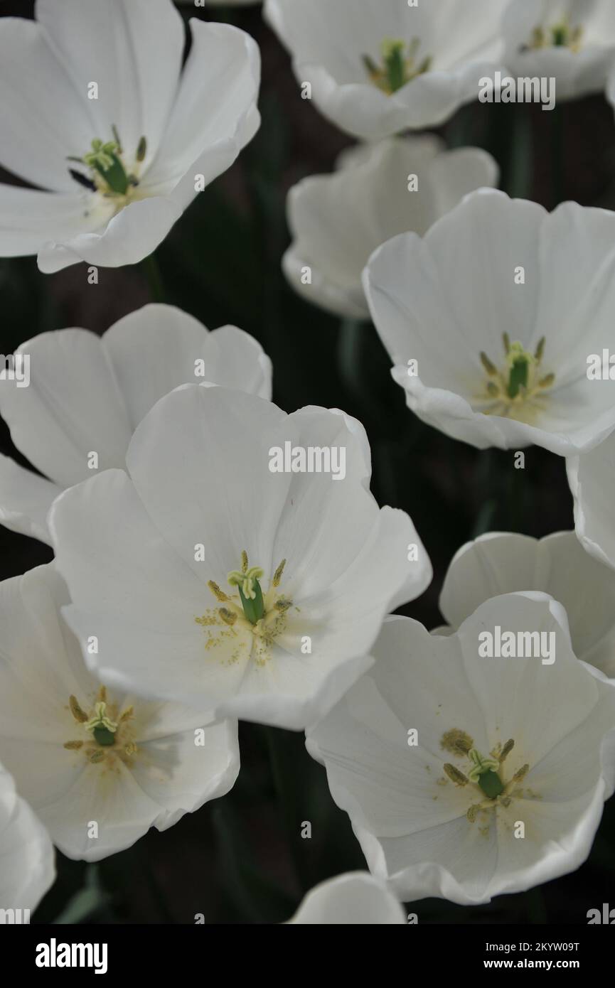 Triumph tulips (Tulipa) White Master bloom in a garden in April Stock ...