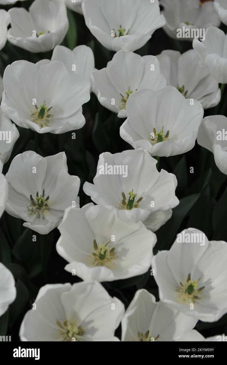 Master of the garden of love hi-res stock photography and images - Alamy