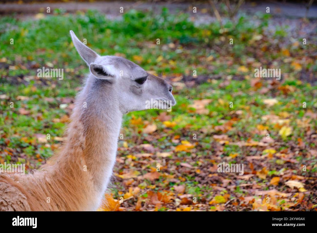 Muzzle young llama against background autumn foliage Stock Photo - Alamy