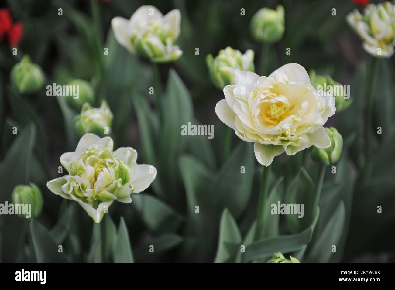 Double Late peony-flowered tulips (Tulipa) White Mountain bloom in a ...