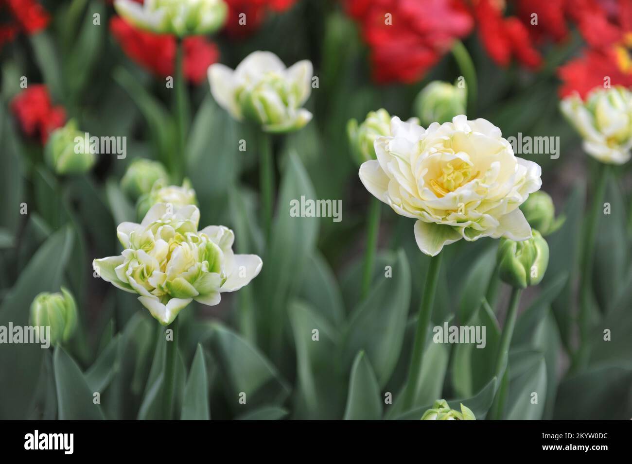 Double Late peony-flowered tulips (Tulipa) White Mountain bloom in a ...