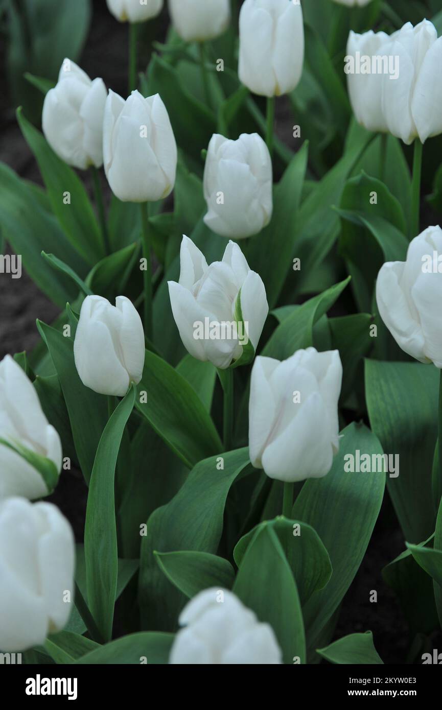 Single Early tulips (Tulipa) White Prince bloom in a garden in March Stock Photo - Alamy