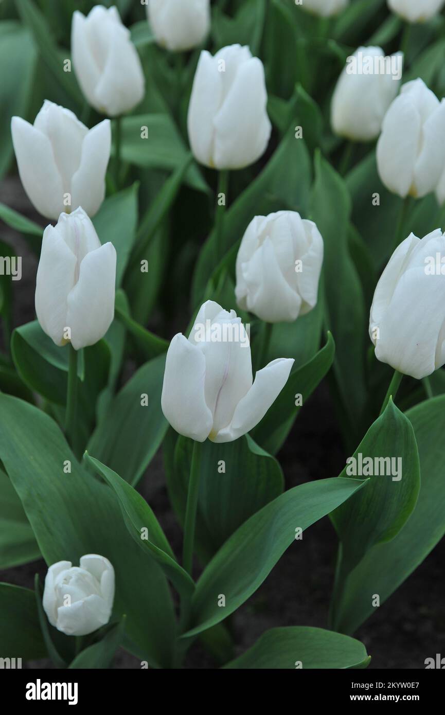 Single Early tulips (Tulipa) White Prince bloom in a garden in March Stock Photo - Alamy