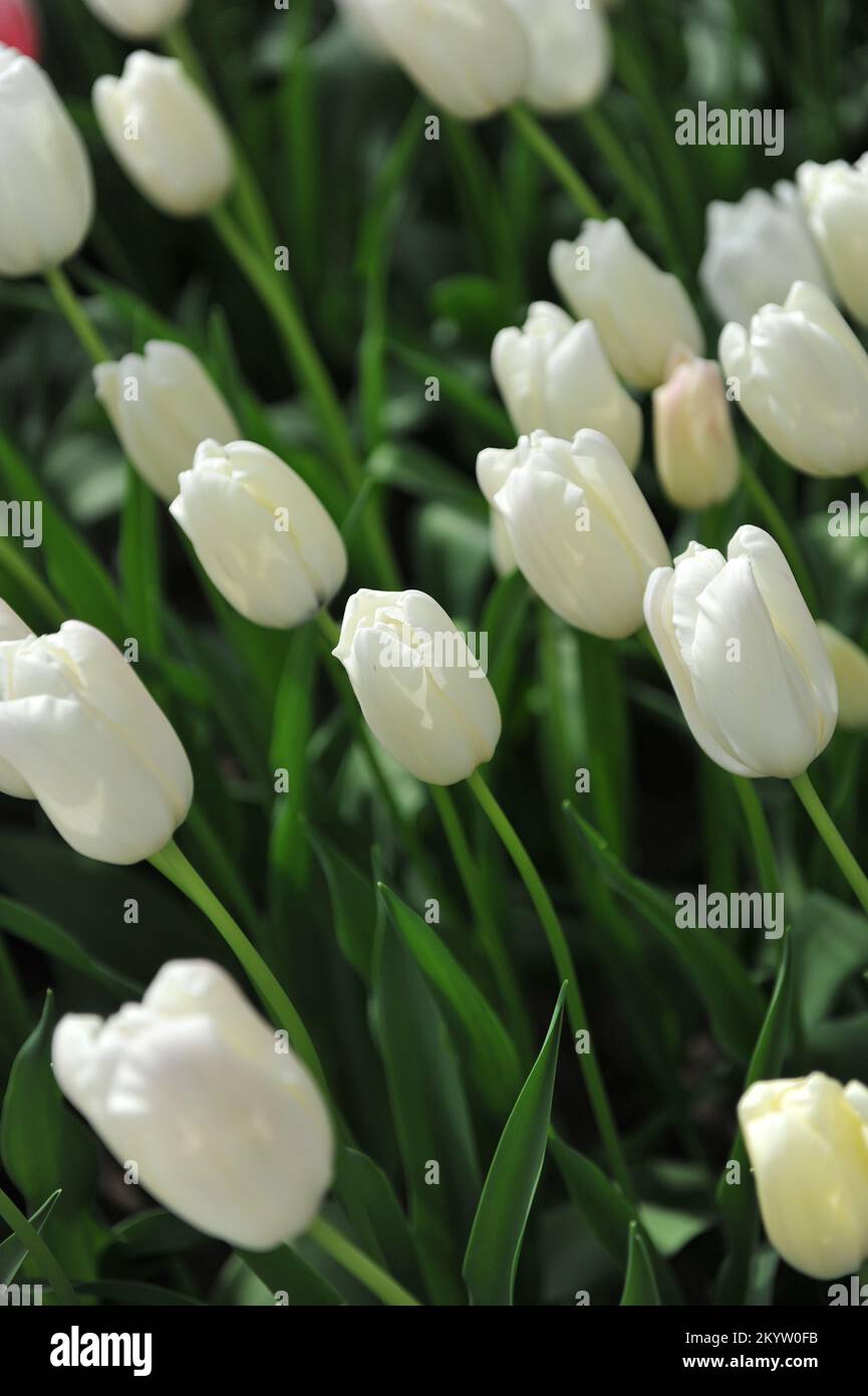 Triumph tulips (Tulipa) White Proud bloom in a garden in April Stock ...