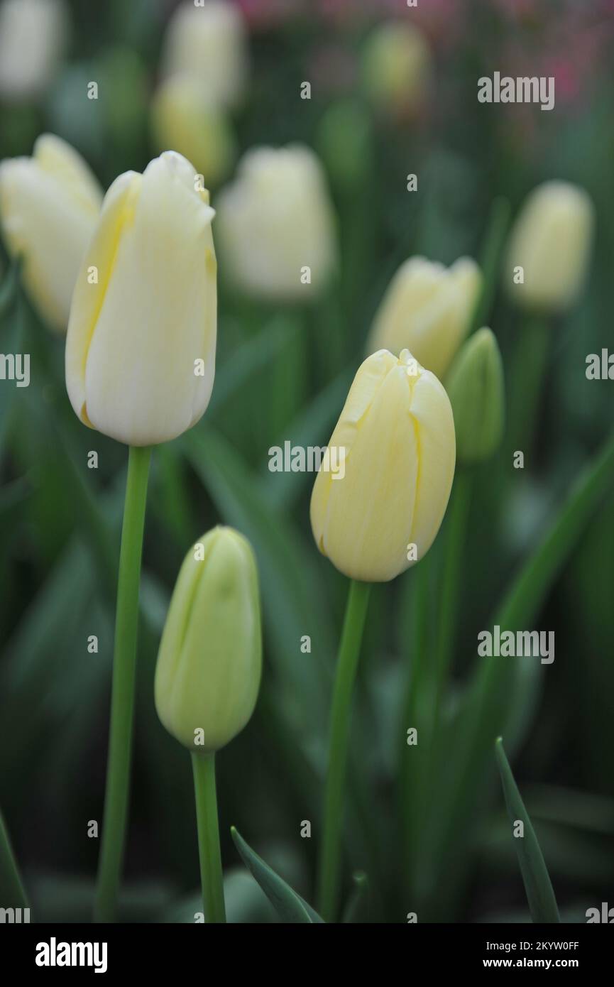 Triumph tulips (Tulipa) White Proud bloom in a garden in April Stock ...