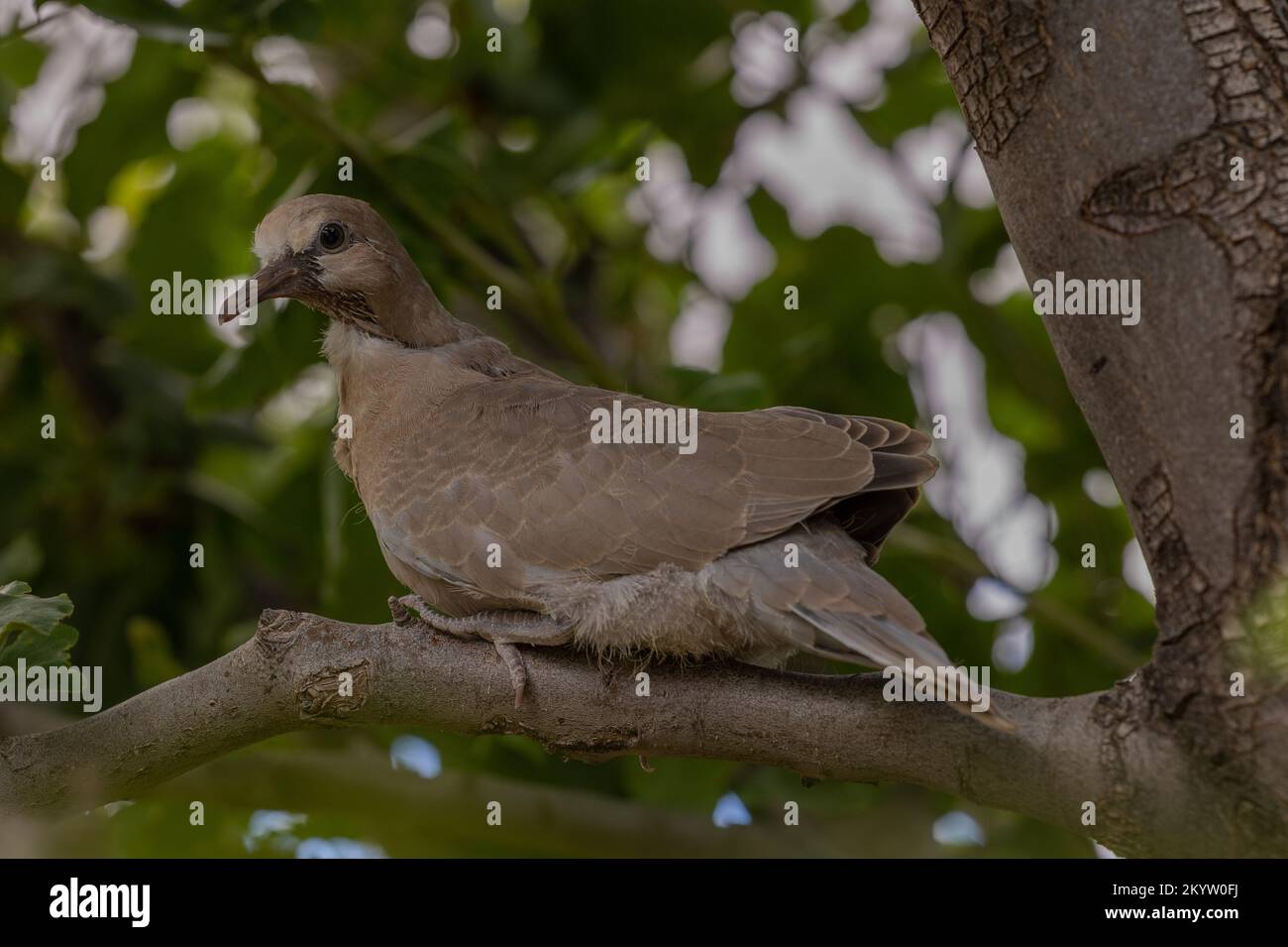 Young Dove in a tree Stock Photo - Alamy
