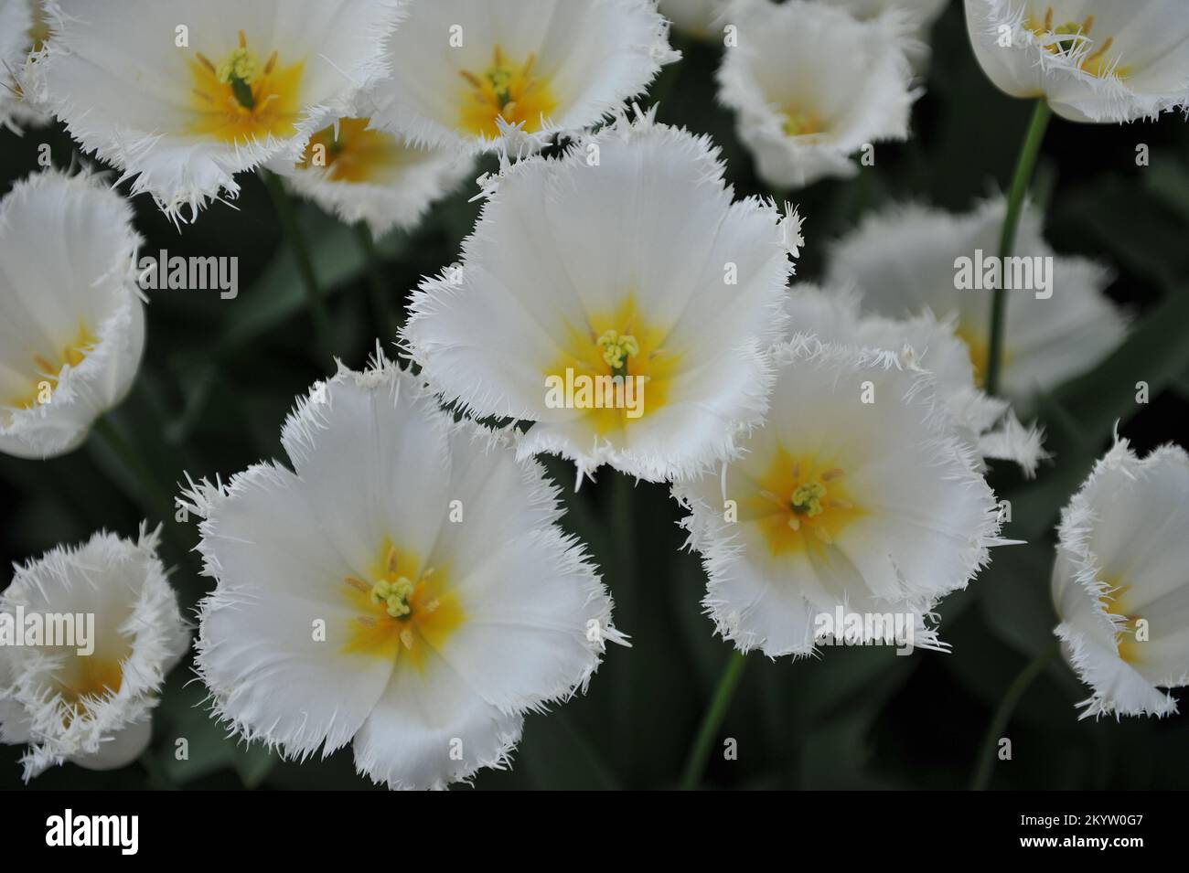 White fringed tulips (Tulipa) White Shark bloom in a garden in March ...