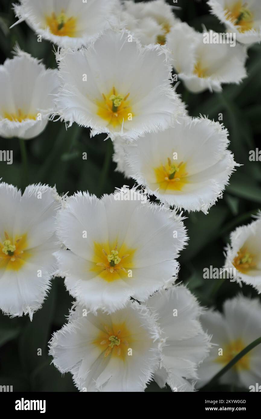 White fringed tulips (Tulipa) White Shark bloom in a garden in March ...