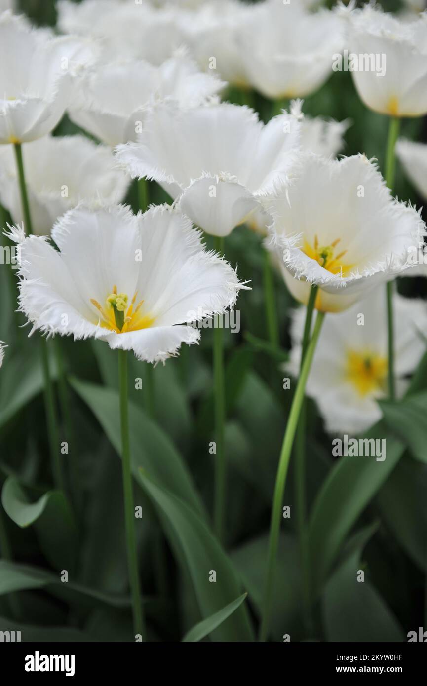 White fringed tulips (Tulipa) White Shark bloom in a garden in March ...