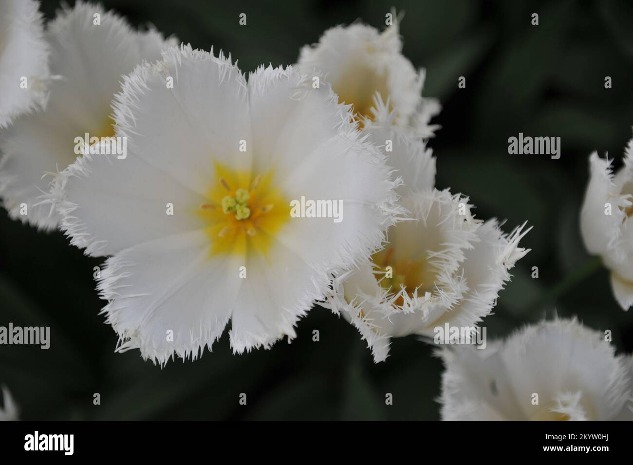 White fringed tulips (Tulipa) White Shark bloom in a garden in March ...