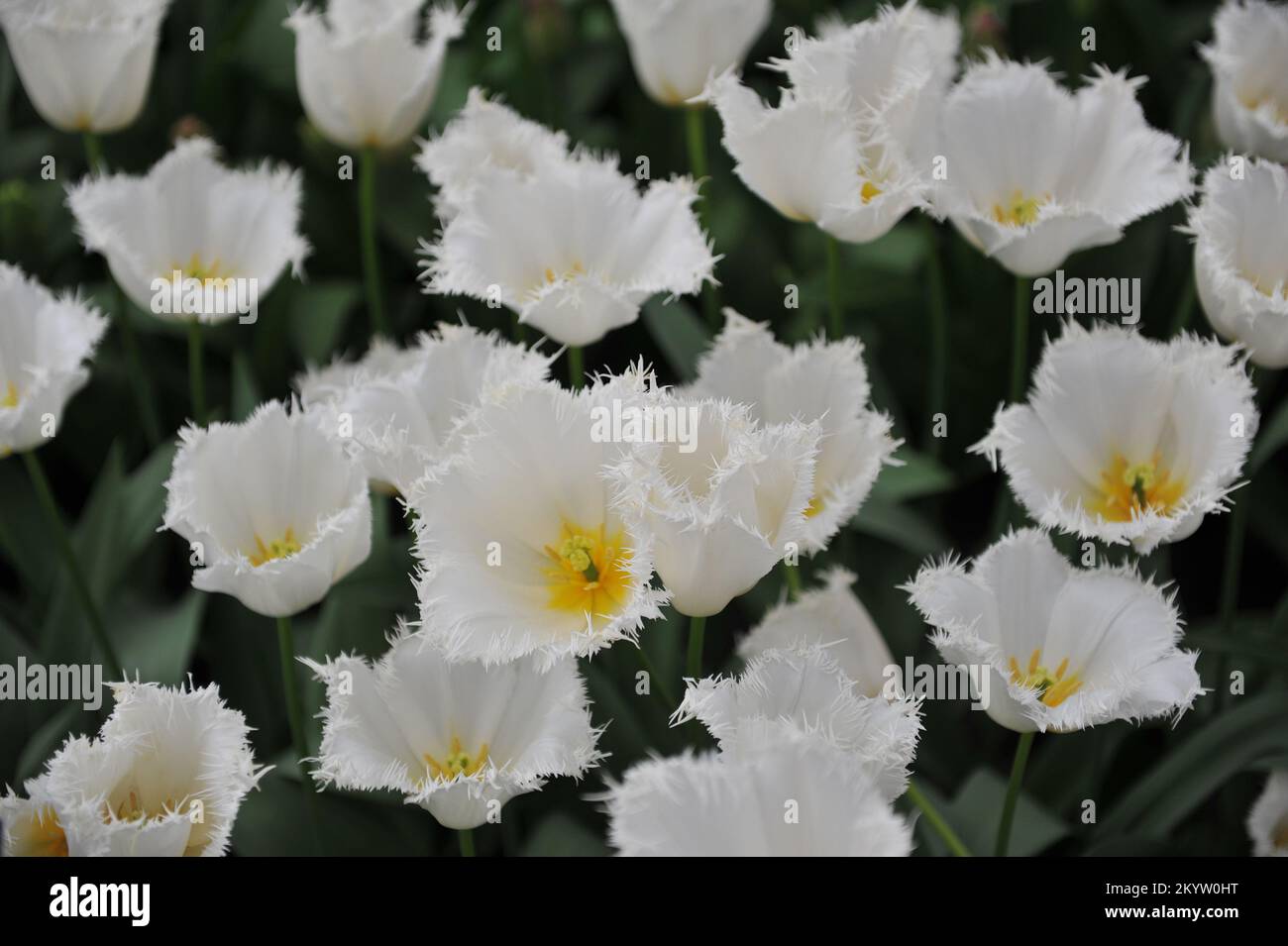 White fringed tulips (Tulipa) White Shark bloom in a garden in March ...