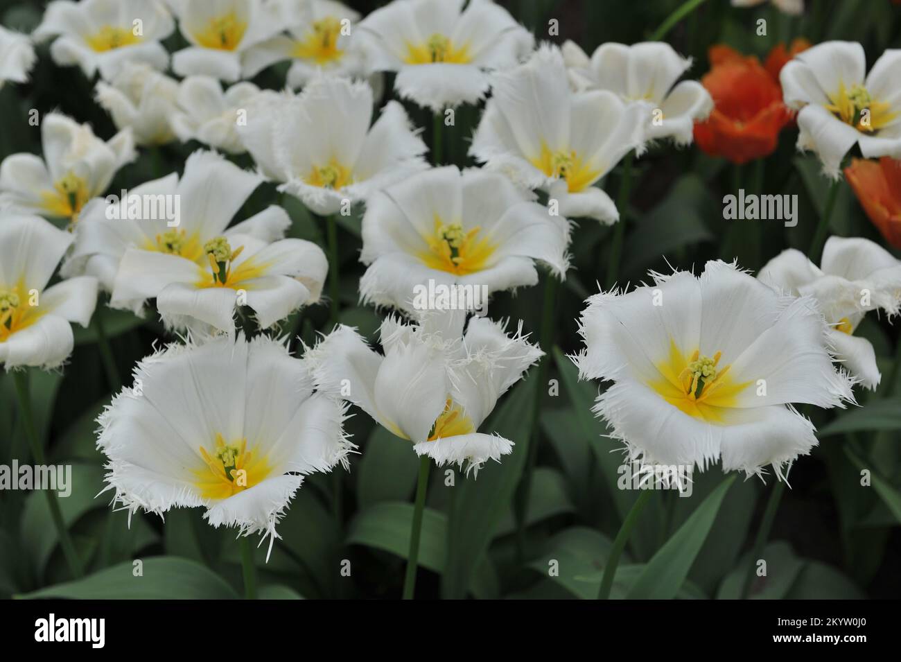 White fringed tulips (Tulipa) White Shark bloom in a garden in April ...