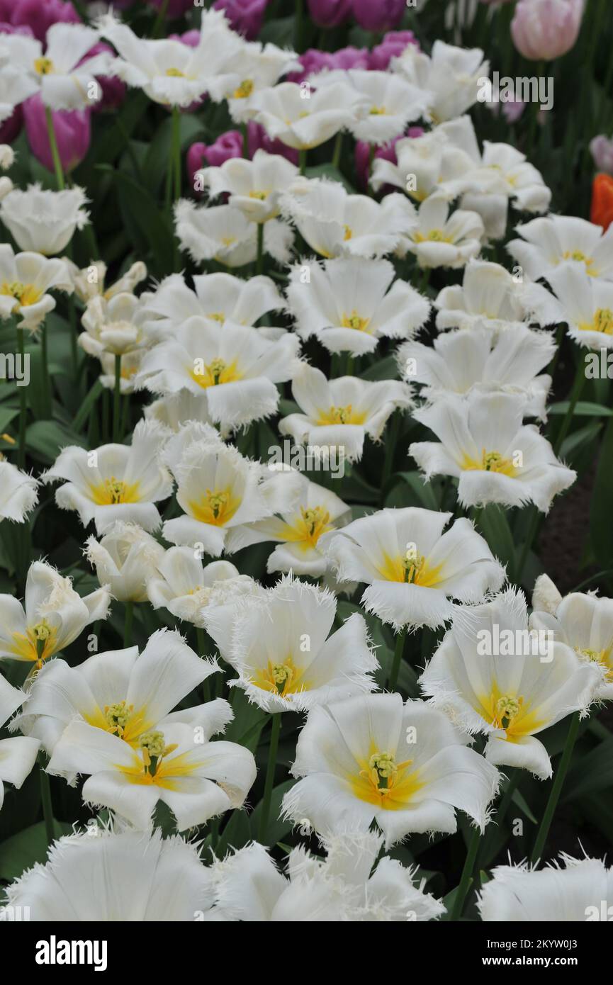 White fringed tulips (Tulipa) White Shark bloom in a garden in April ...
