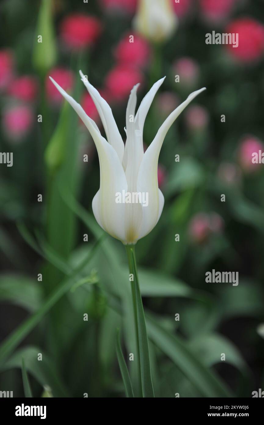 Lily-flowered tulips (Tulipa) White Star bloom in a garden in April ...
