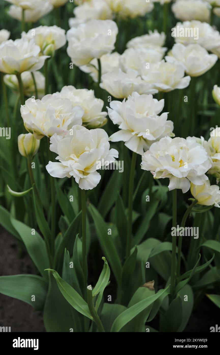 Double Late multi-flowered tulips (Tulipa) White Touch bloom in a ...