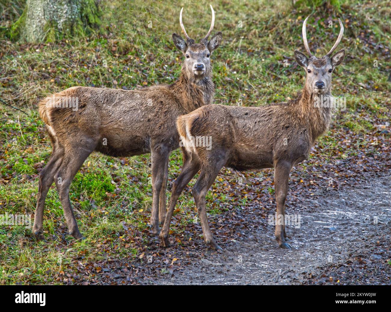 Prickett deer hi-res stock photography and images - Alamy