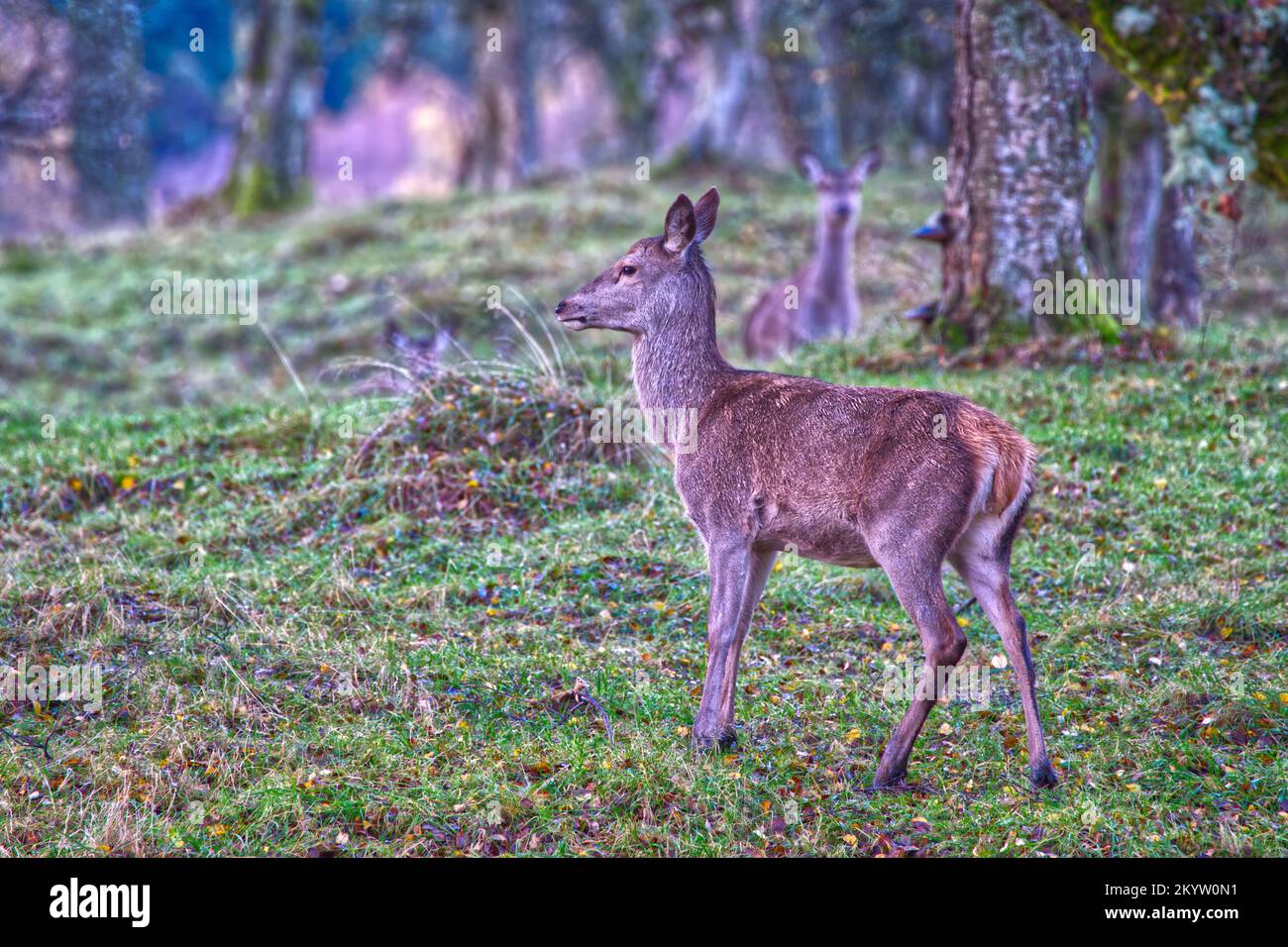 Red hinds birch hi-res stock photography and images - Alamy