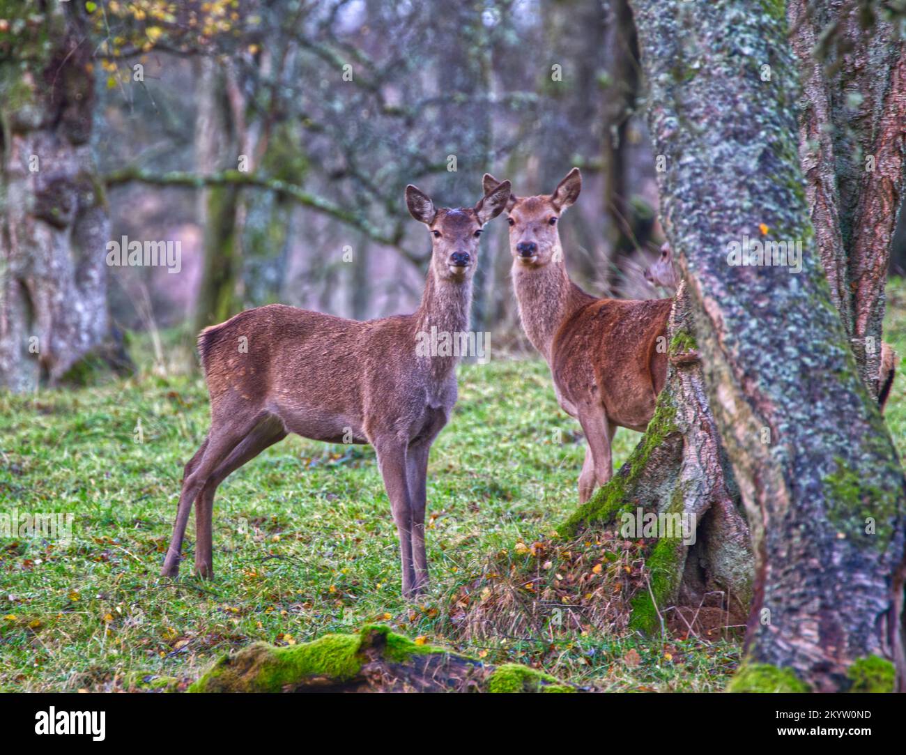 Red hinds birch hi-res stock photography and images - Alamy