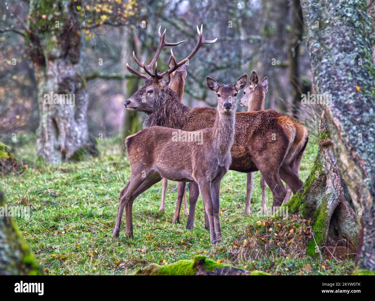 Prickett deer hi-res stock photography and images - Alamy