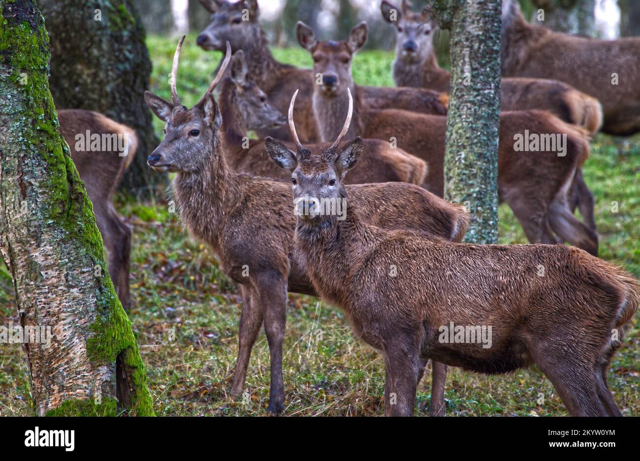 Prickett deer hi-res stock photography and images - Alamy