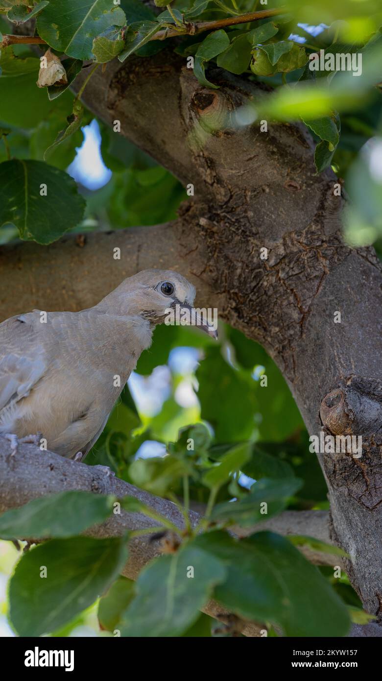 Young Dove in a tree Stock Photo - Alamy