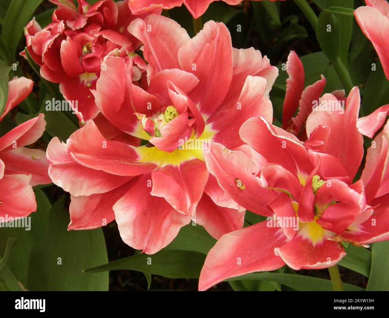 Red peony-flowered Double Early tulips (Tulipa) Willemsoord bloom in a ...