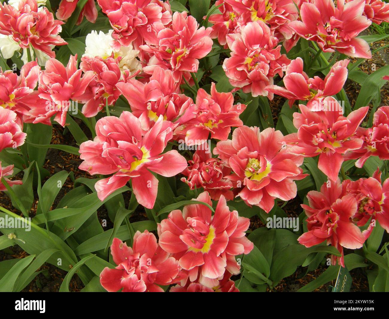 Red peony-flowered Double Early tulips (Tulipa) Willemsoord bloom in a ...