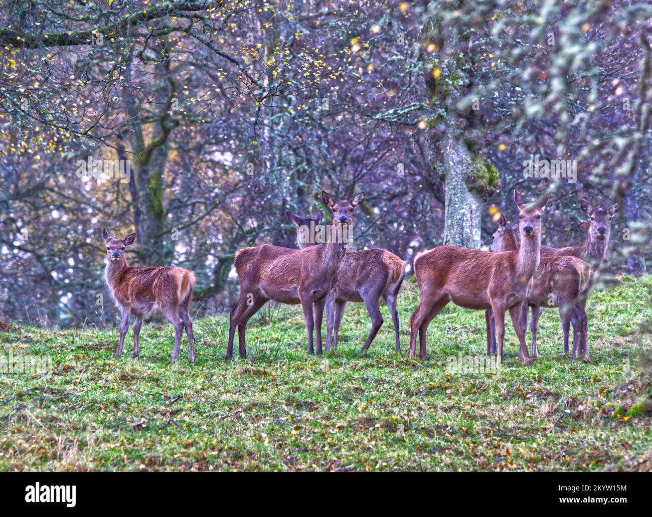 Stunning shots of red deer hi-res stock photography and images - Alamy