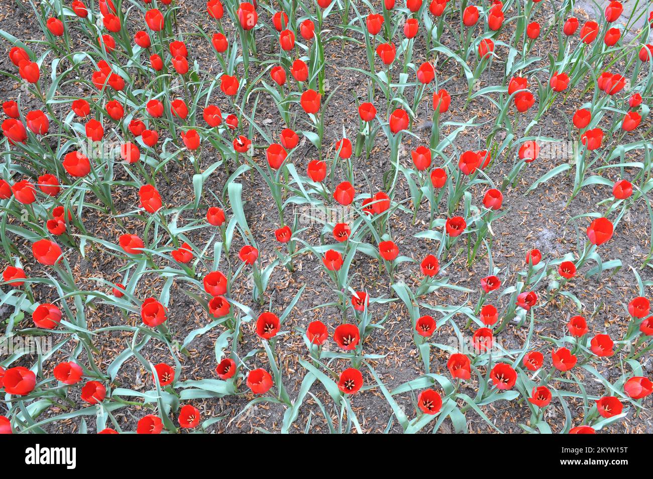 Red Miscellaneous mountain tulips (Tulipa montana) bloom in a garden in ...