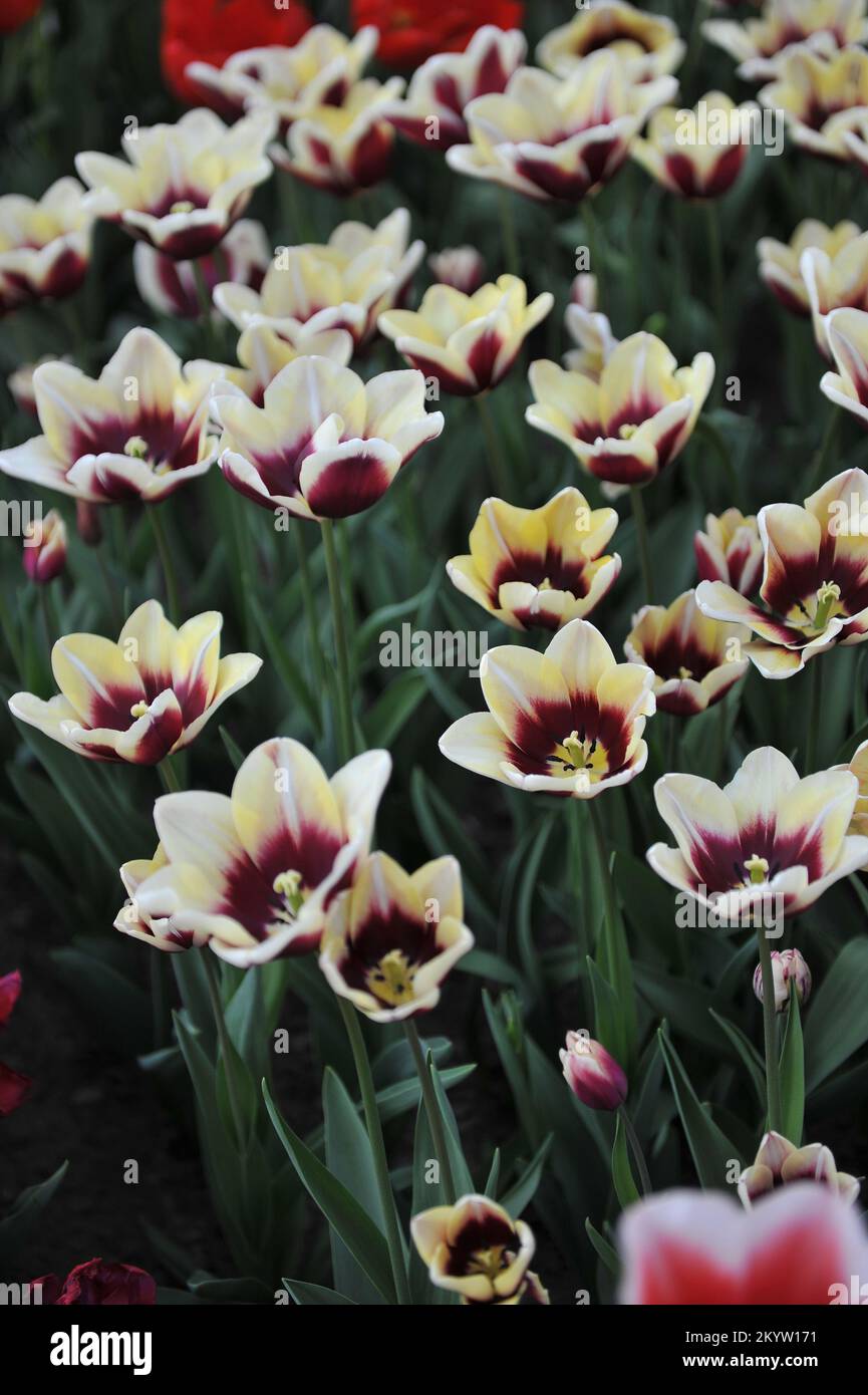 Purple and creamy-white tulips (Tulipa) Windows bloom in a garden in ...