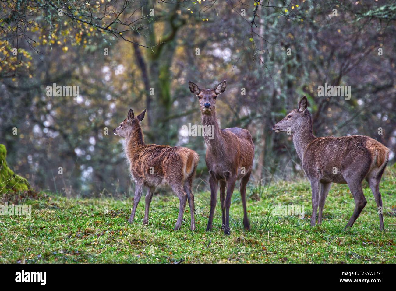 Side facing red deer group hi-res stock photography and images - Alamy