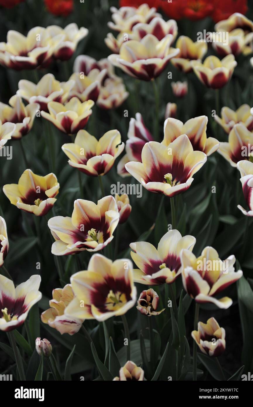 Purple and creamy-white tulips (Tulipa) Windows bloom in a garden in ...