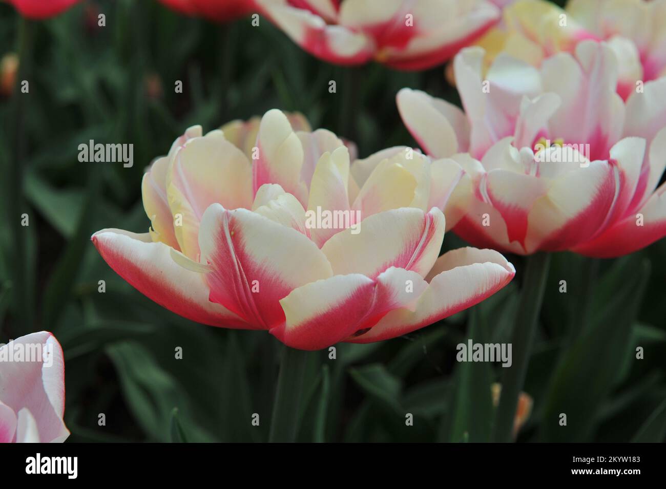 Red and white peony-flowered Double Late tulips (Tulipa) Wirosa bloom ...