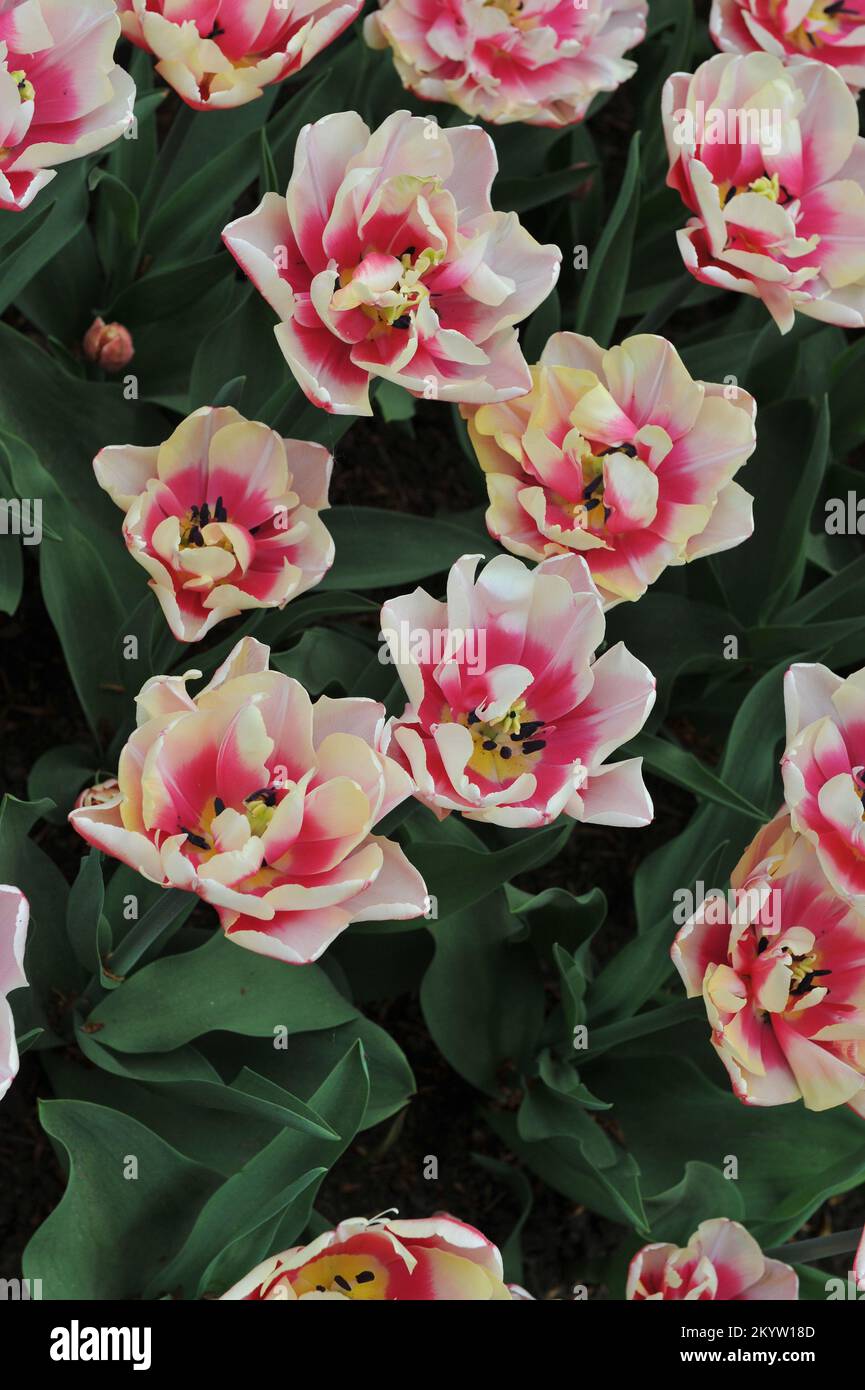 Red and white peony-flowered Double Late tulips (Tulipa) Wirosa bloom ...