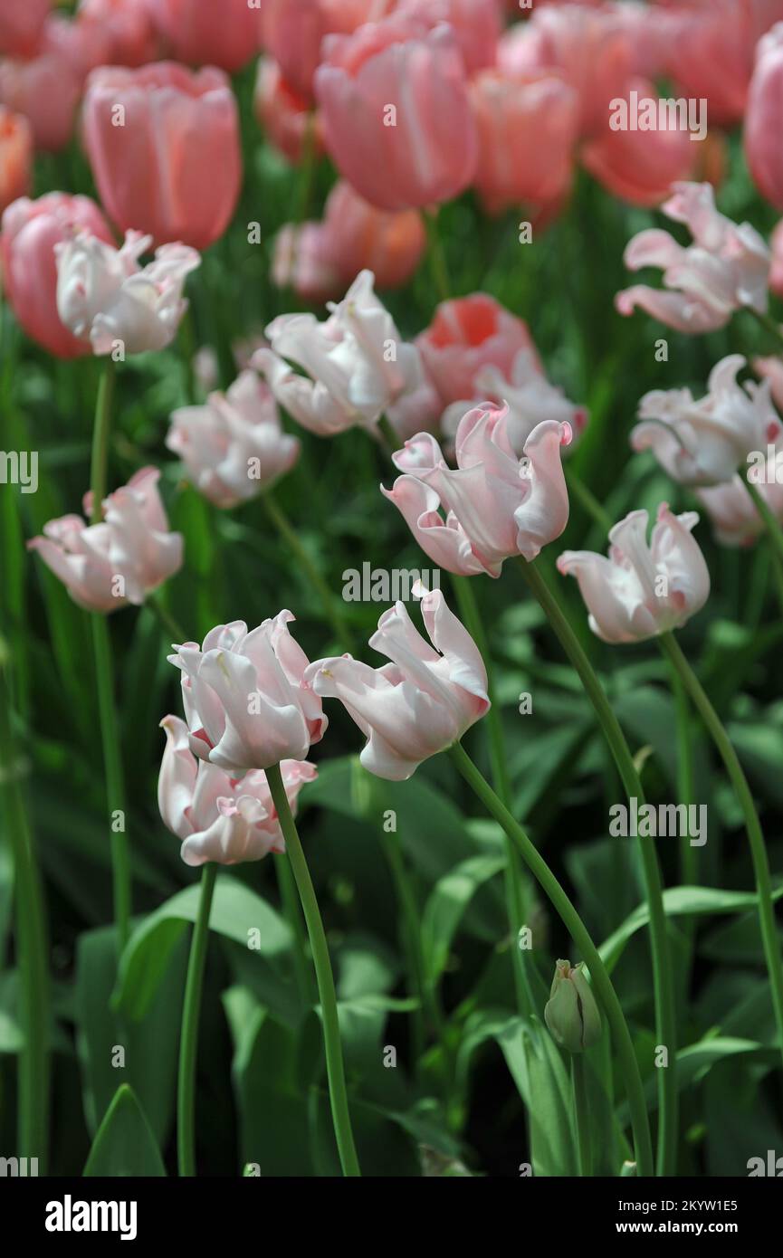 Pink Coronet tulips (Tulipa) Witty Picture bloom in a garden in April ...