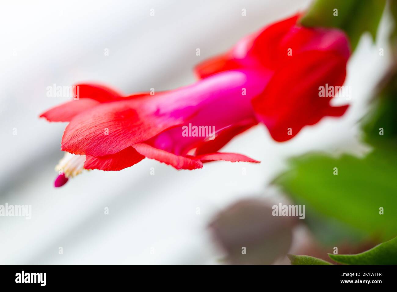 Red blooming christmas cactus - Zygocactus Schlumbergera. Selective ...