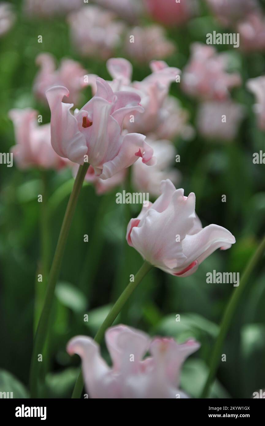 Pink Coronet tulips (Tulipa) Witty Picture bloom in a garden in April ...