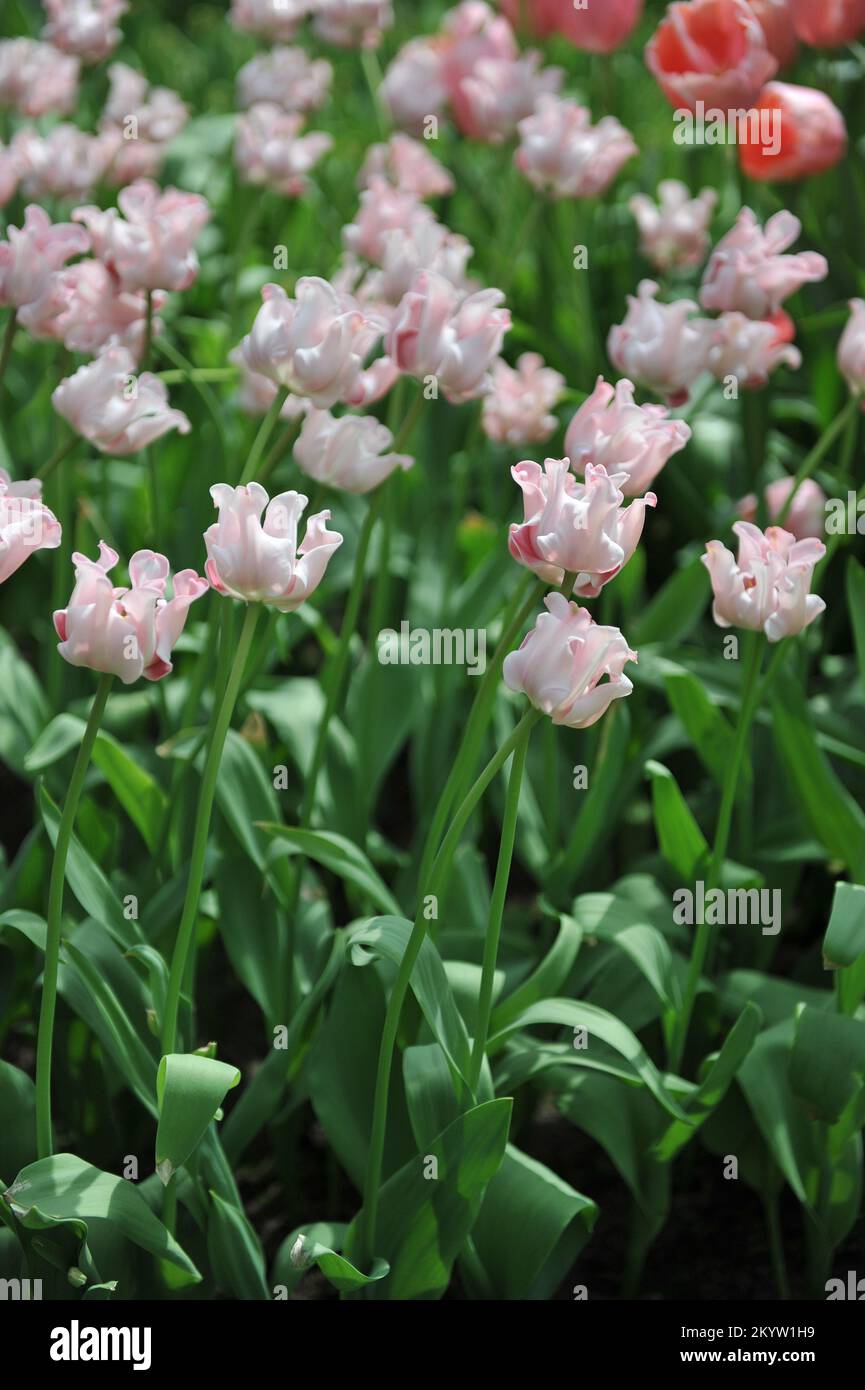 Pink Coronet tulips (Tulipa) Witty Picture bloom in a garden in April ...