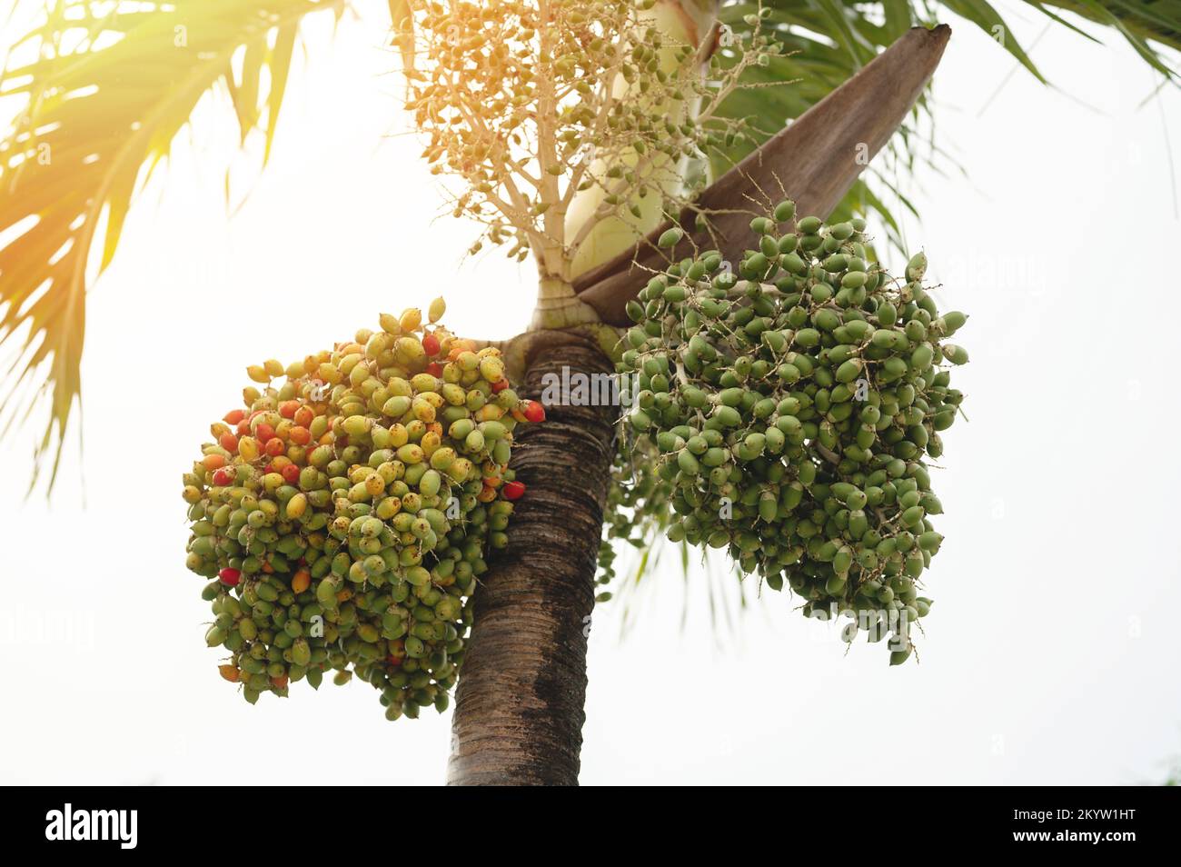 Palm fruits growing on tree hi-res stock photography and images - Alamy