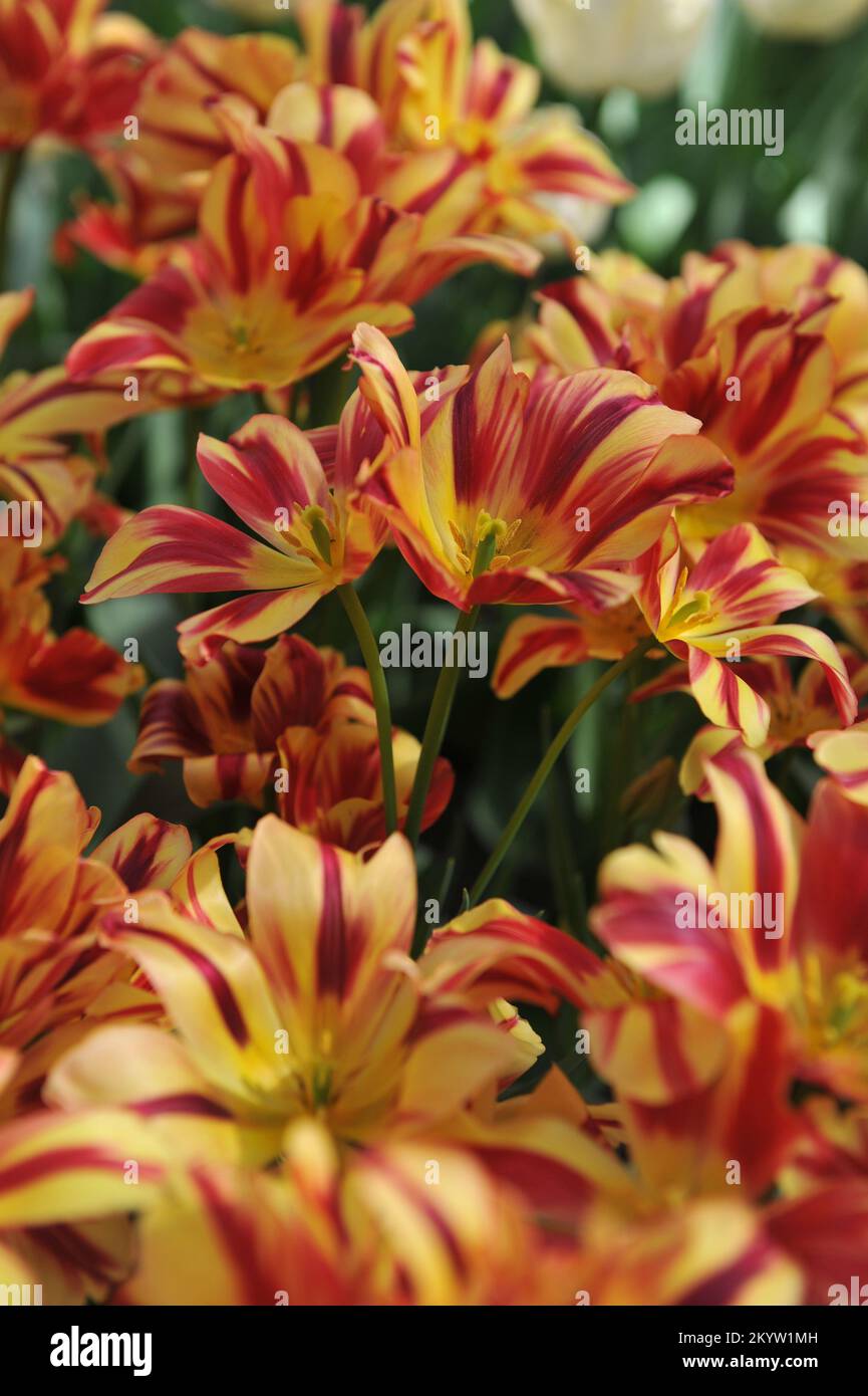 Red and yellow multi-flowered Single Late tulips (Tulipa) Wonder Club ...