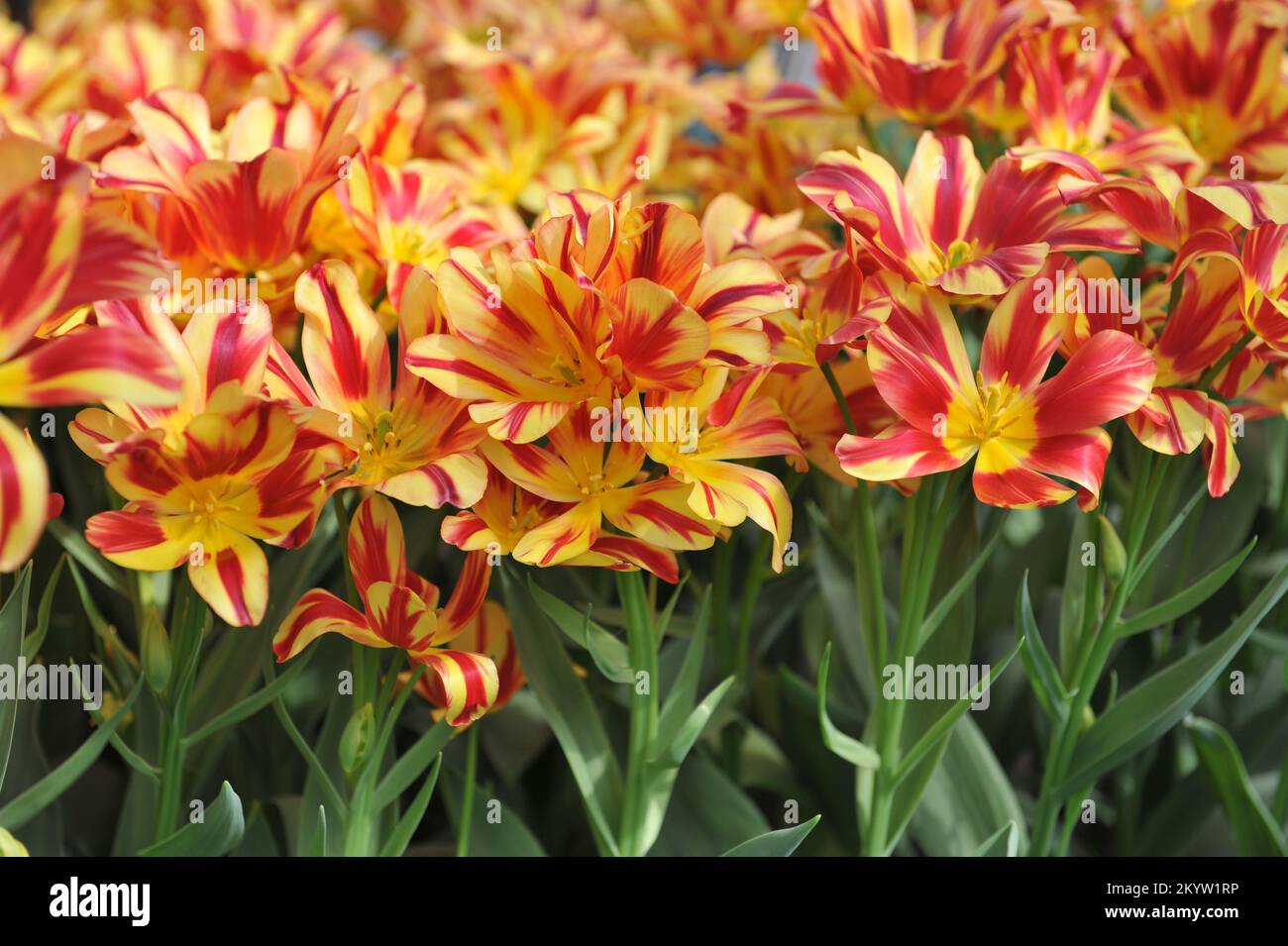 Red and yellow multi-flowered Single Late tulips (Tulipa) Wonder Club ...